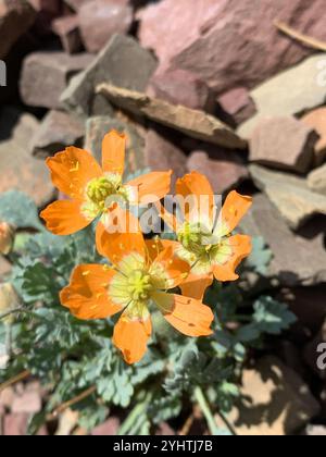 Alpine Glacier Poppy (Papaver pygmaeum Stock Photo - Alamy