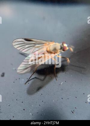 Small Fleck-winged Snipefly (Rhagio lineola), Insecta, 31640 Humppila ...