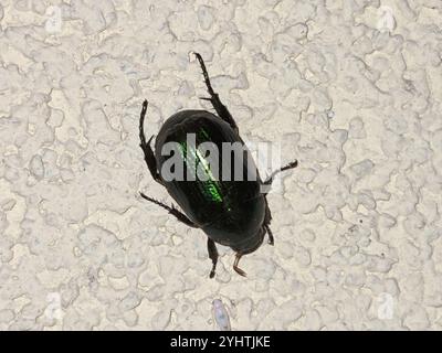 Pale and Green Leaf Chafers (Anomala Stock Photo - Alamy