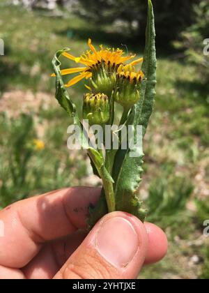 Thickleaf Ragwort (Senecio crassulus Stock Photo - Alamy