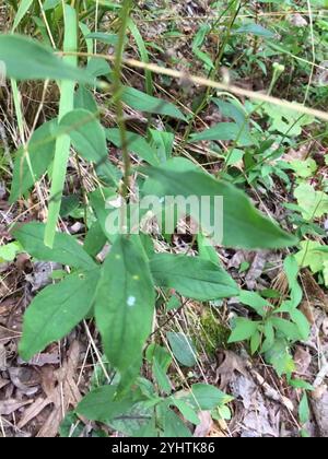 Cornel-leaf Whitetop (Doellingeria infirma Stock Photo - Alamy