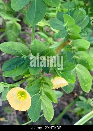 Big caltrop (Kallstroemia maxima Stock Photo - Alamy