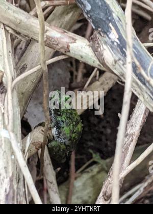 Hyline Tree Frogs (Hylinae Stock Photo - Alamy