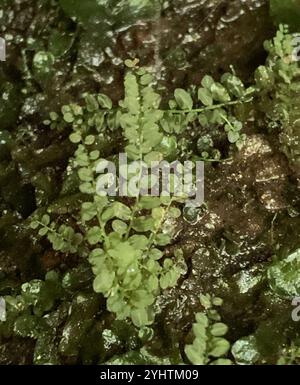 Wavy-leaf Moss (Plagiomnium ciliare Stock Photo - Alamy