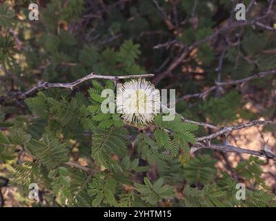 catclaw mimosa (Mimosa aculeaticarpa Stock Photo - Alamy