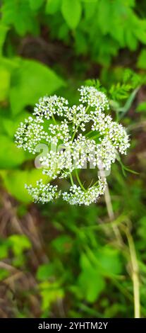Chinese hemlock-parsley (Conioselinum tataricum Stock Photo - Alamy