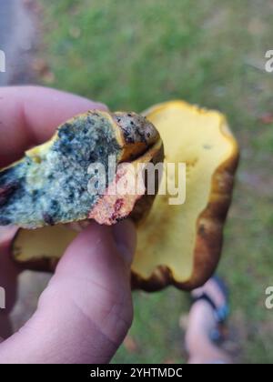 Butter Boletes (Butyriboletus Stock Photo - Alamy