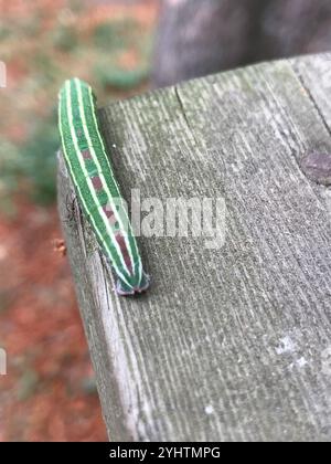 Northern Pine Sphinx (Lapara bombycoides), Insecta, Petersham, MA, USA ...