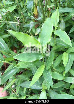 small carpetgrass (Arthraxon hispidus Stock Photo - Alamy