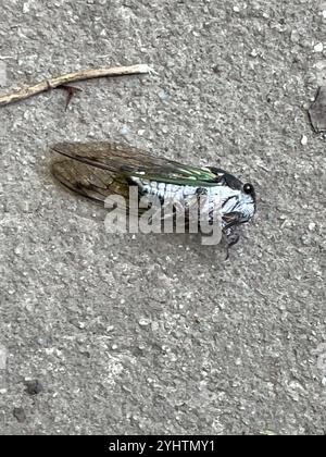 Lyric Cicada, Neotibicen lyricen Stock Photo - Alamy