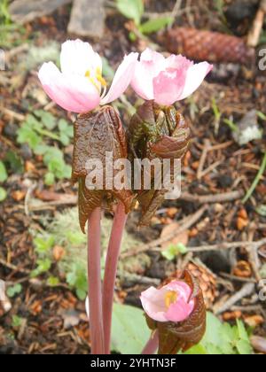 Himalayan Mayapple (Podophyllum hexandrum Stock Photo - Alamy