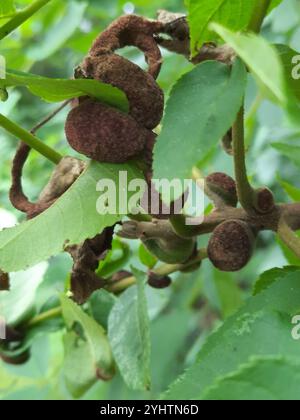 Black Walnut Petiole Gall Mite (Aceria caulis Stock Photo - Alamy