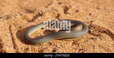 Central Whipsnake (Demansia cyanochasma Stock Photo - Alamy