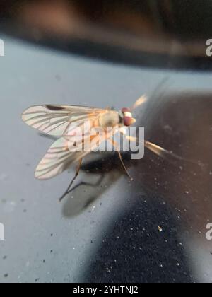 Small Fleck-winged Snipefly (Rhagio lineola Stock Photo - Alamy