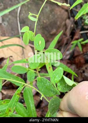 eastern milk-pea (Galactia regularis Stock Photo - Alamy