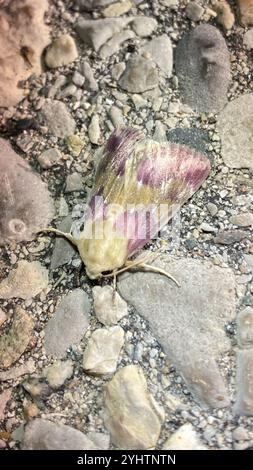 Bleeding Flower Moth (Schinia sanguinea Stock Photo - Alamy