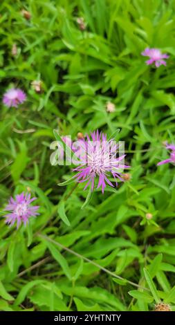 Monckton's Knapweed (Centaurea × moncktonii Stock Photo - Alamy
