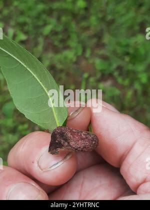 Black Walnut Petiole Gall Mite (Aceria caulis Stock Photo - Alamy