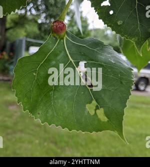Poplar Leaf-base Gall (Pemphigus populicaulis Stock Photo - Alamy