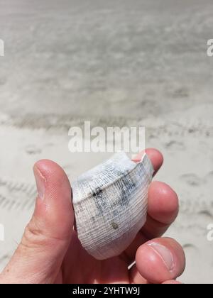 Channeled Whelk (Busycotypus canaliculatus Stock Photo - Alamy