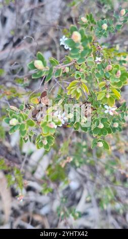 common beard-heath (Leucopogon virgatus Stock Photo - Alamy