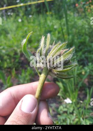 Sunflower Mule-ears (Wyethia helianthoides Stock Photo - Alamy