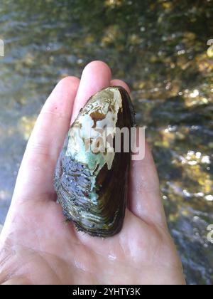 Western Ridged Mussel (Gonidea angulata Stock Photo - Alamy