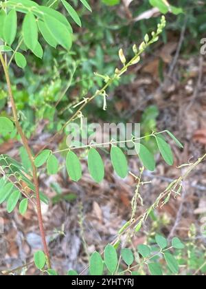 Carolina Indigo (Indigofera caroliniana Stock Photo - Alamy