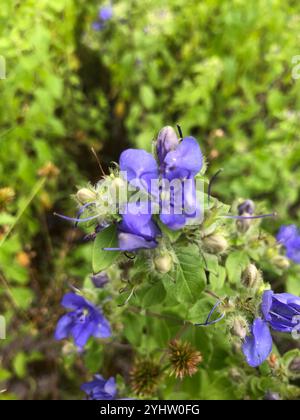 blue waterleaf (Hydrolea ovata Stock Photo - Alamy