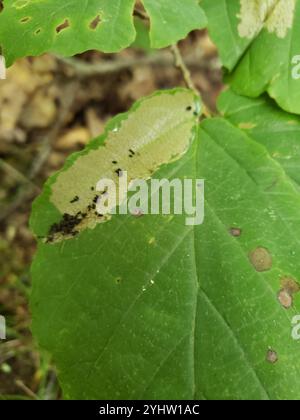 Three-spotted Nola Moth (Nola triquetrana) Insecta Stock Photo - Alamy