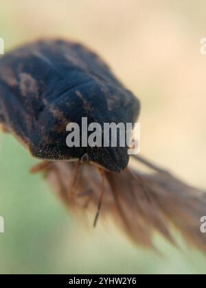 southern broad-bellied bug (Eurygaster austriaca Stock Photo - Alamy