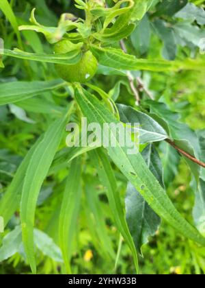 Goldenrod Gall Fly (Eurosta solidaginis) Insecta Stock Photo - Alamy