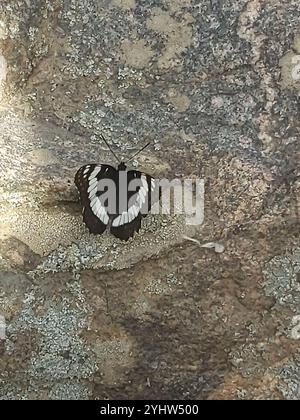 Weidemeyer's Admiral (Limenitis weidemeyerii Stock Photo - Alamy