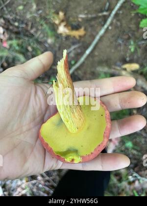 two-colored bolete (Baorangia bicolor Stock Photo - Alamy