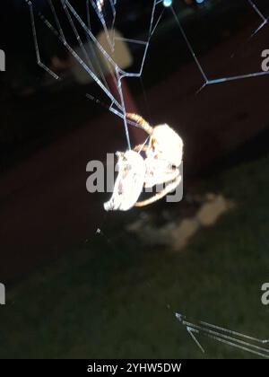 Tropical Orbweaver (Eriophora ravilla Stock Photo - Alamy