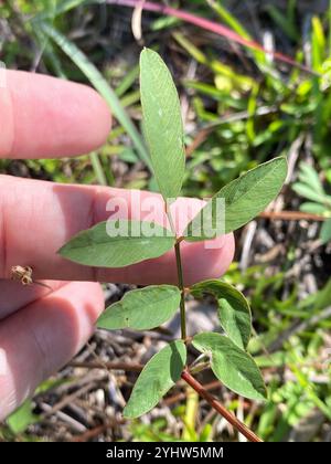 Spiked Hoarypea (Tephrosia spicata Stock Photo - Alamy