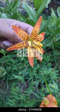 shasta lily (Lilium pardalinum shastense Stock Photo - Alamy