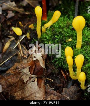 orange earthtongue (Microglossum rufum Stock Photo - Alamy
