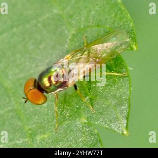 Green Gem Fly (Microchrysa flavicornis Stock Photo - Alamy