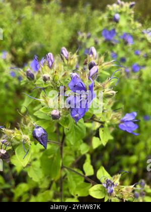 blue waterleaf (Hydrolea ovata Stock Photo - Alamy