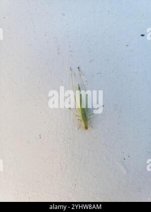 Common Tree Crickets (Oecanthus Stock Photo - Alamy