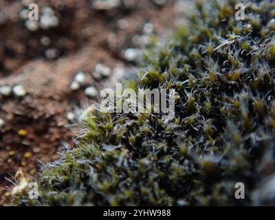 Rock Mosses (Grimmiaceae Stock Photo - Alamy