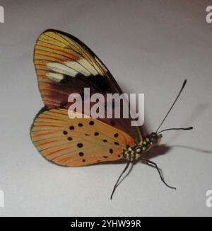 Common acraea (Acraea encedon Stock Photo - Alamy