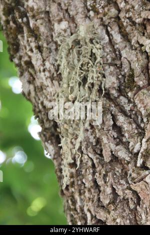 Cartilage Lichen (Ramalina fraxinea Stock Photo - Alamy