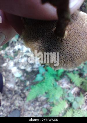 Shiny cinnamon polypore (Coltricia cinnamomea Stock Photo - Alamy