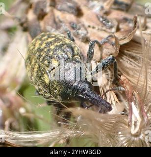 Turbine Cylindrical Weevil (Larinus turbinatus Stock Photo - Alamy