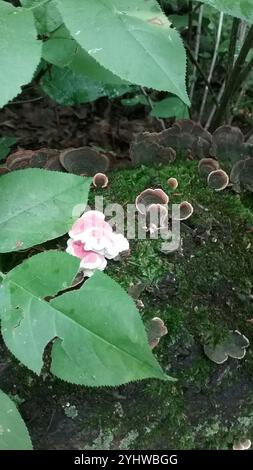 Coral-pink Merulius (Phlebia incarnata) Fungi Stock Photo - Alamy