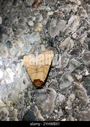 Spotted Datana Moth (Datana perspicua Stock Photo - Alamy