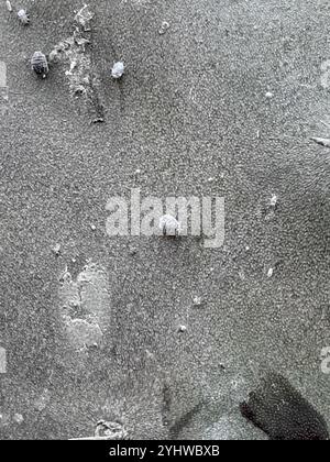 Cochineal Insects (Dactylopiidae Stock Photo - Alamy