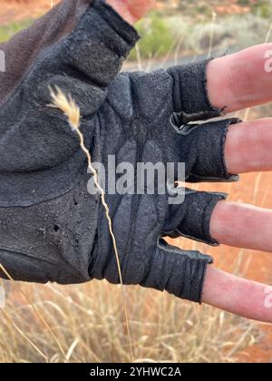 Big Galleta (Hilaria rigida Stock Photo - Alamy